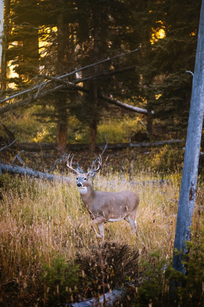 Deer Season Strategies, Part 3: Getting the Most Out of the Late Season ...